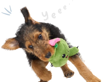 Contact Us – BARK UK